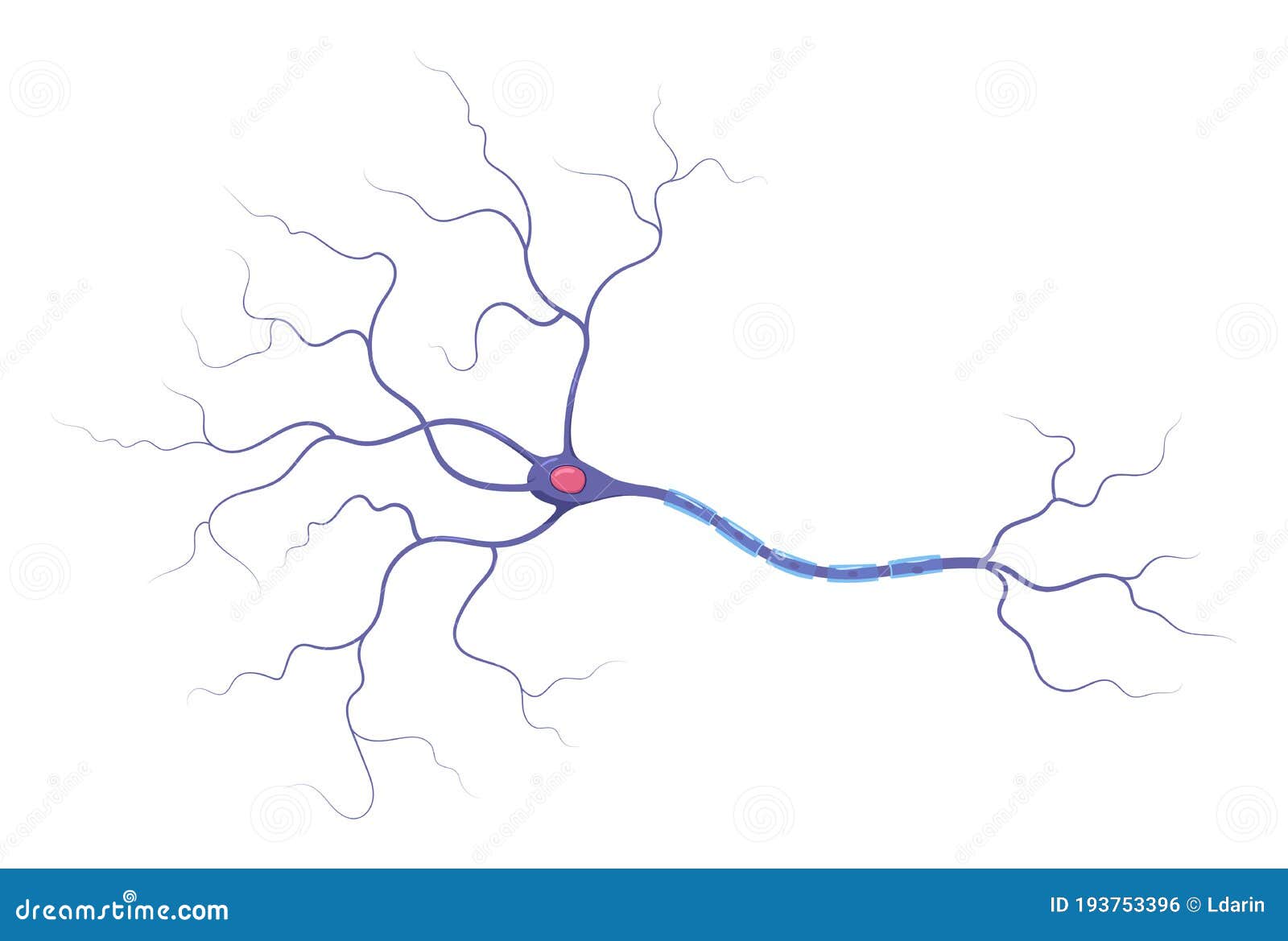 Axon Vector Illustration. Labeled Diagram With Explanation And ... Axon Vector Illustration. Labeled Diagram With Explanation And ...