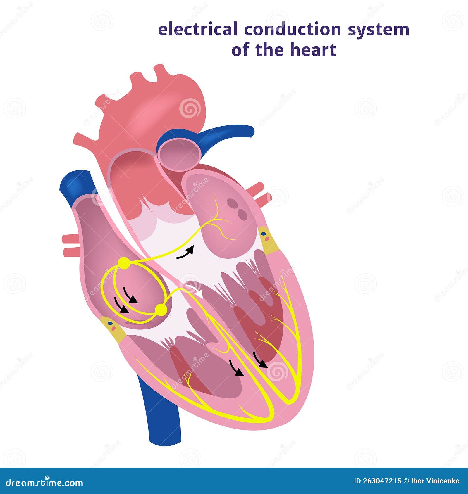 Heart - Conduction System Stock Photo | CartoonDealer.com #56002086 Heart - Conduction System Stock Photo | CartoonDealer.com #56002086