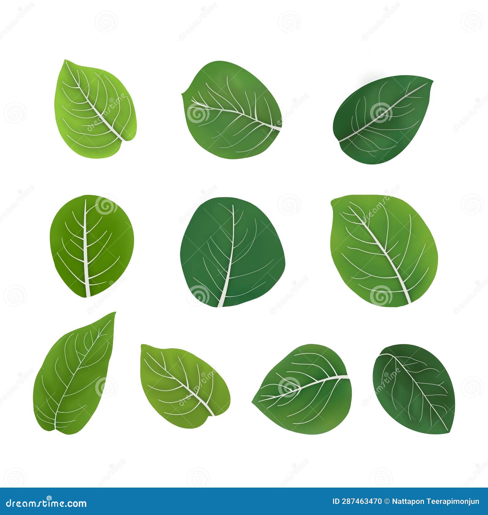 Set of Leaf Margins, the Structure or Appearance of the Margins of the Leaves Stock Illustration ...