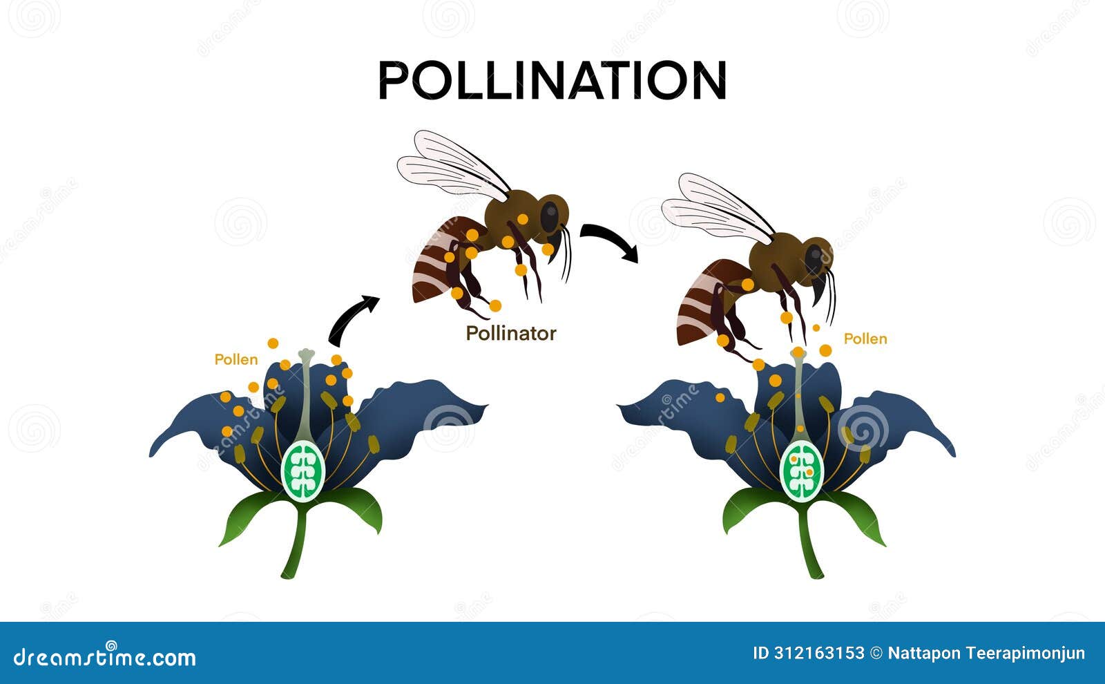 Pollination, Diagram Showing Pollination with Flower and Bee, Process of Cross Pollination Stock ...