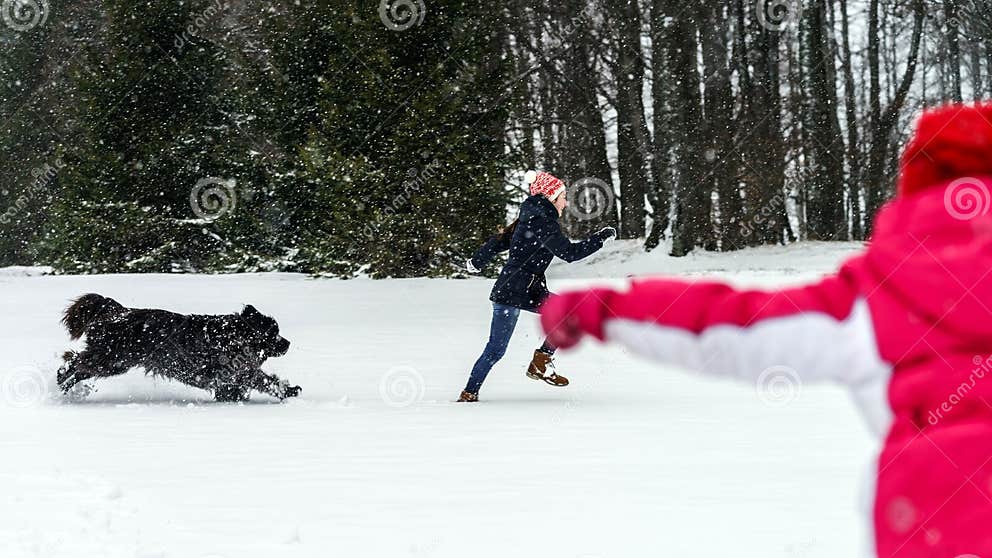 使用在与newfoundlander狗的雪的两个姐妹 库存照片. 图片 包括有 宠物, 人员, 衣领, 小狗 - 66615152