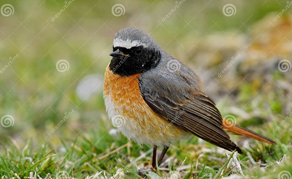 共同的Redstart Phoenicurus Phoenicurus 库存照片 - 图片 包括有 逗人喜爱, 区域: 137899254