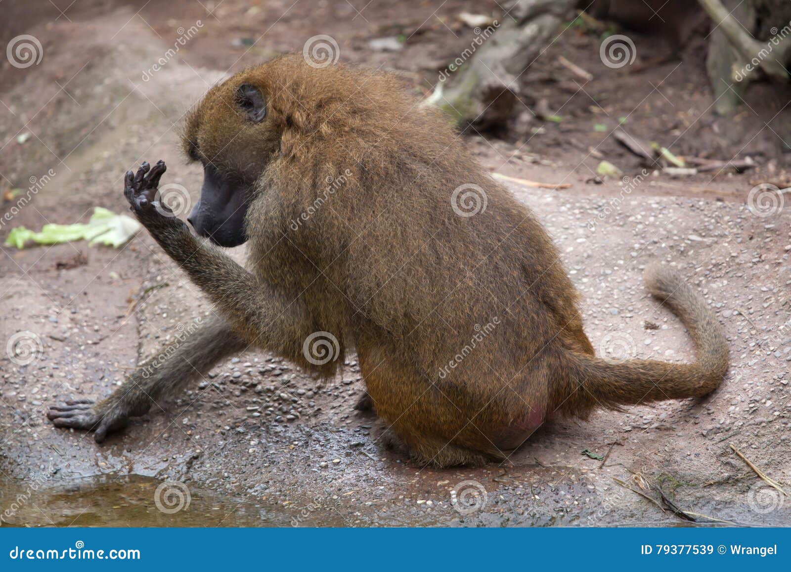 几内亚狒狒& x28; 狒狒papio& x29; 库存图片. 图片 包括有 生活, 闹事, 毛里塔尼亚 - 79377539