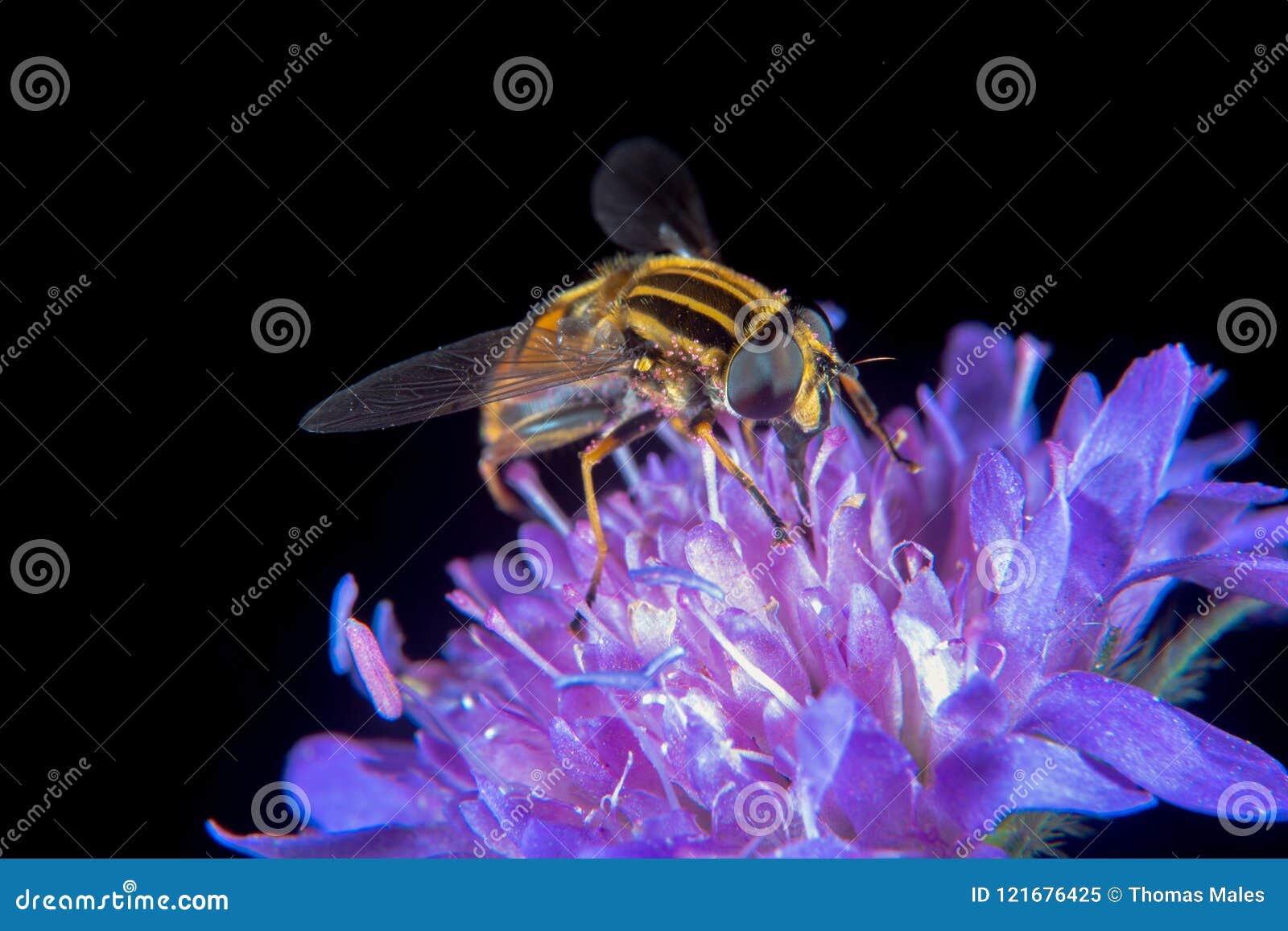 大老虎Hoverfly 库存图片. 图片 包括有 空白, 粉红色, 宏指令, 授粉, 欧洲, 翱翔, 羽毛 - 121676425