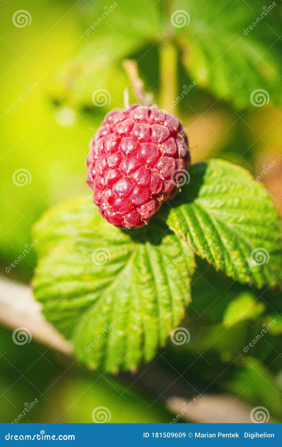 天然食品 — 鲜红树莓在花园 树莓果 — Rubus Idaeus — 在枝上，树叶绿 库存图片 - 图片 包括有 果子, 灌木: 181509609