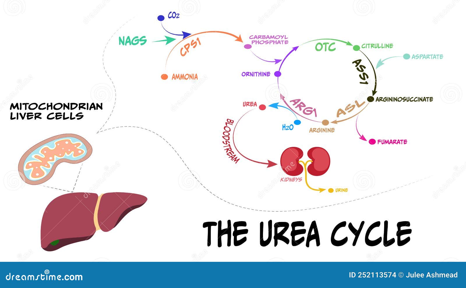 尿素循环图 向量例证. 插画 包括有 切片检查法, 电池, 传记, 尿素, 染色体, 医疗, 科学, 酵素 - 252113574