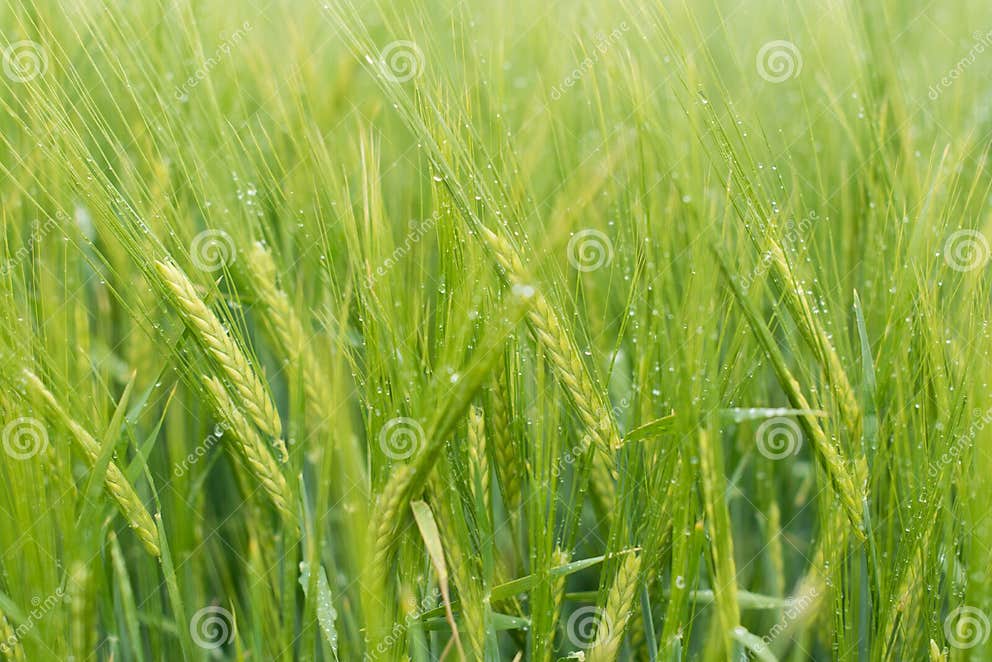 新的早晨，wheatgrass露珠 库存图片. 图片 包括有 早晨, 背包, 下落, 绿色, 乡下, 本质 - 208626383