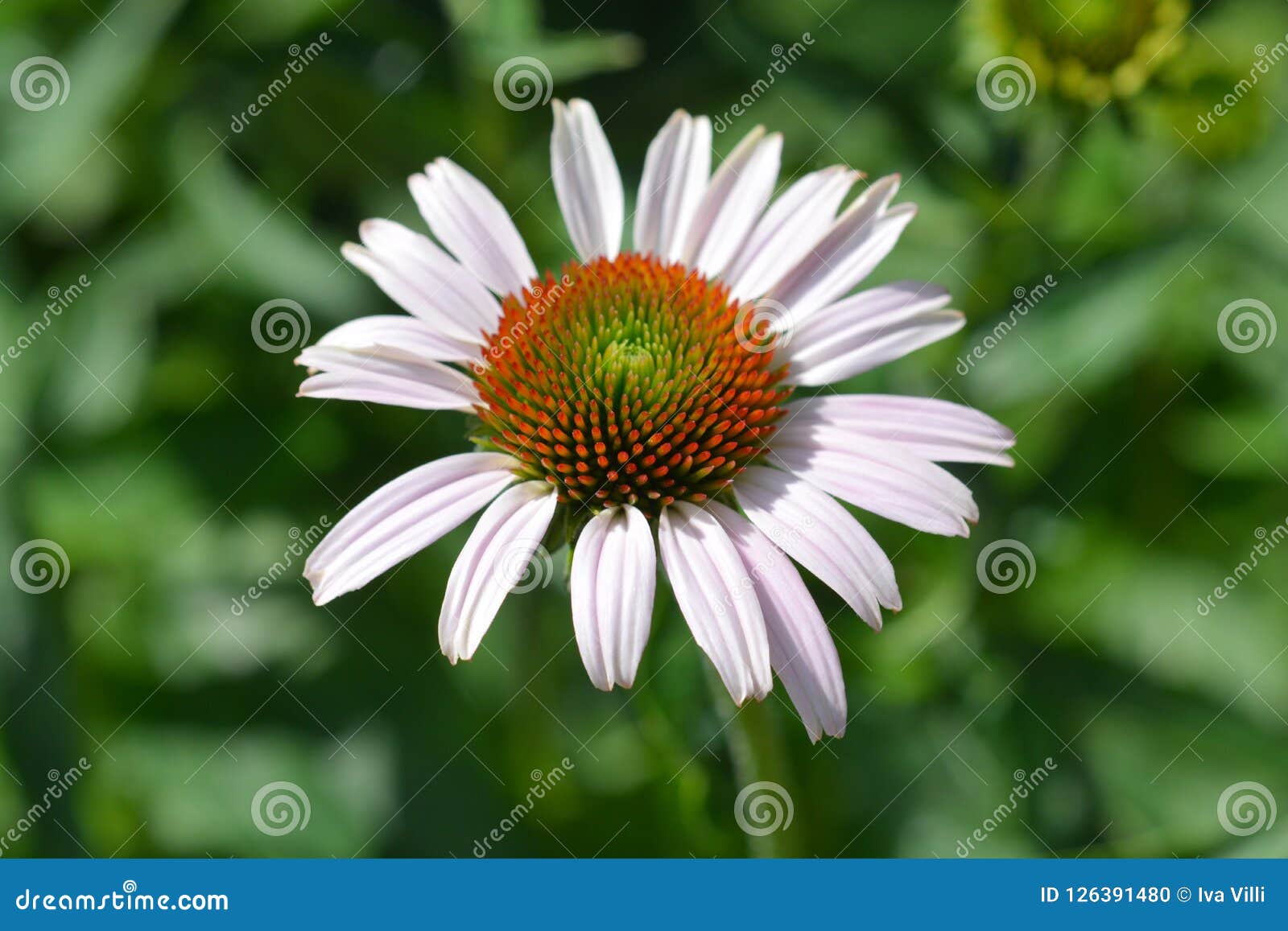 桃红色coneflower Rubinstern 库存照片. 图片 包括有 本质, 绿色, 庭院, 户外 - 126391480