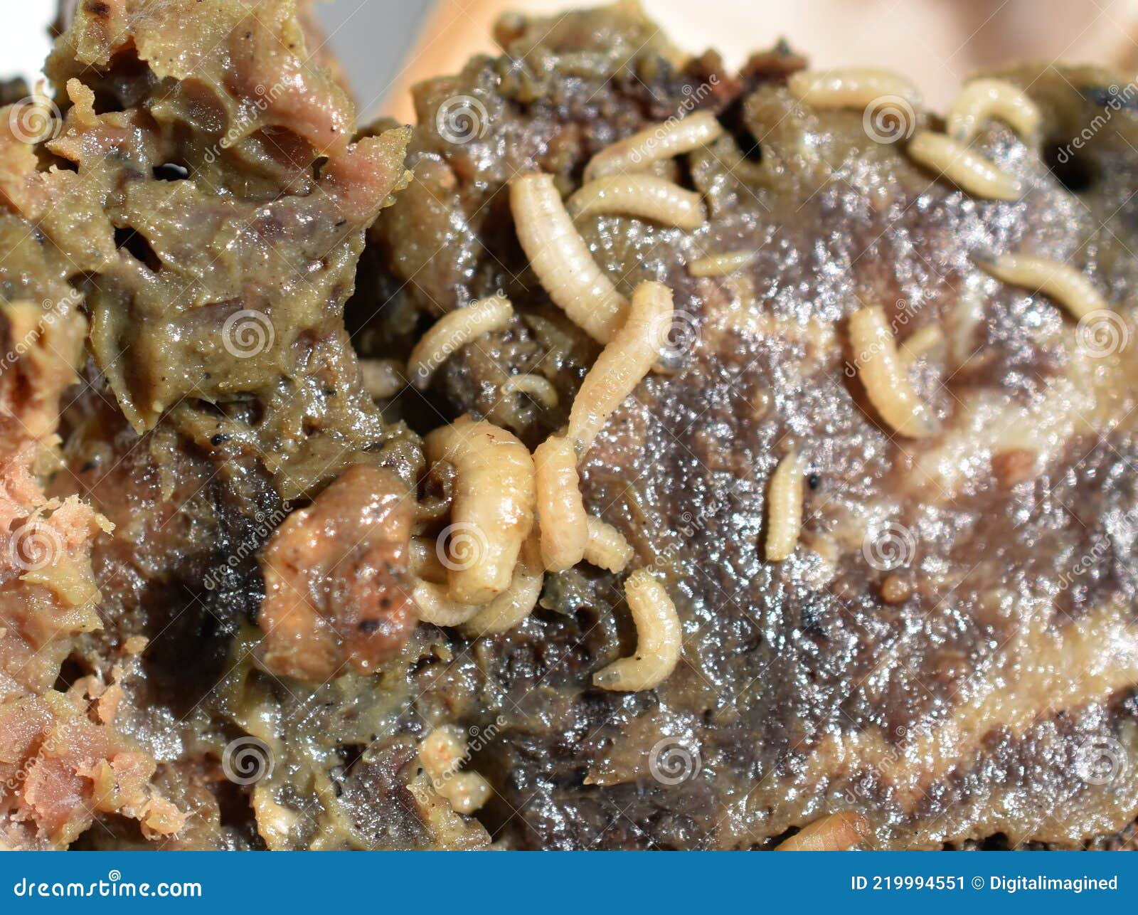 腐肉腐烂的蛆虫侵扰 库存图片. 图片 包括有 背包, 大批出没, 憎恶, 本质, 特写镜头, 分解, 爬行 - 219994551