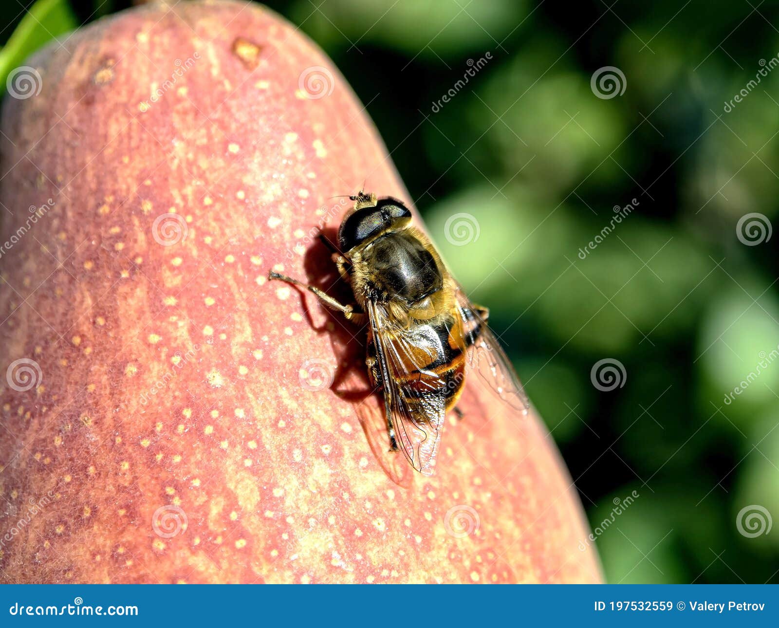 苍蝇和蜜蜂相似，拉丁文名叫Syrphidae，坐在梨子上，宏 库存图片 - 图片 包括有 寻呼机, 宏指令: 197532559