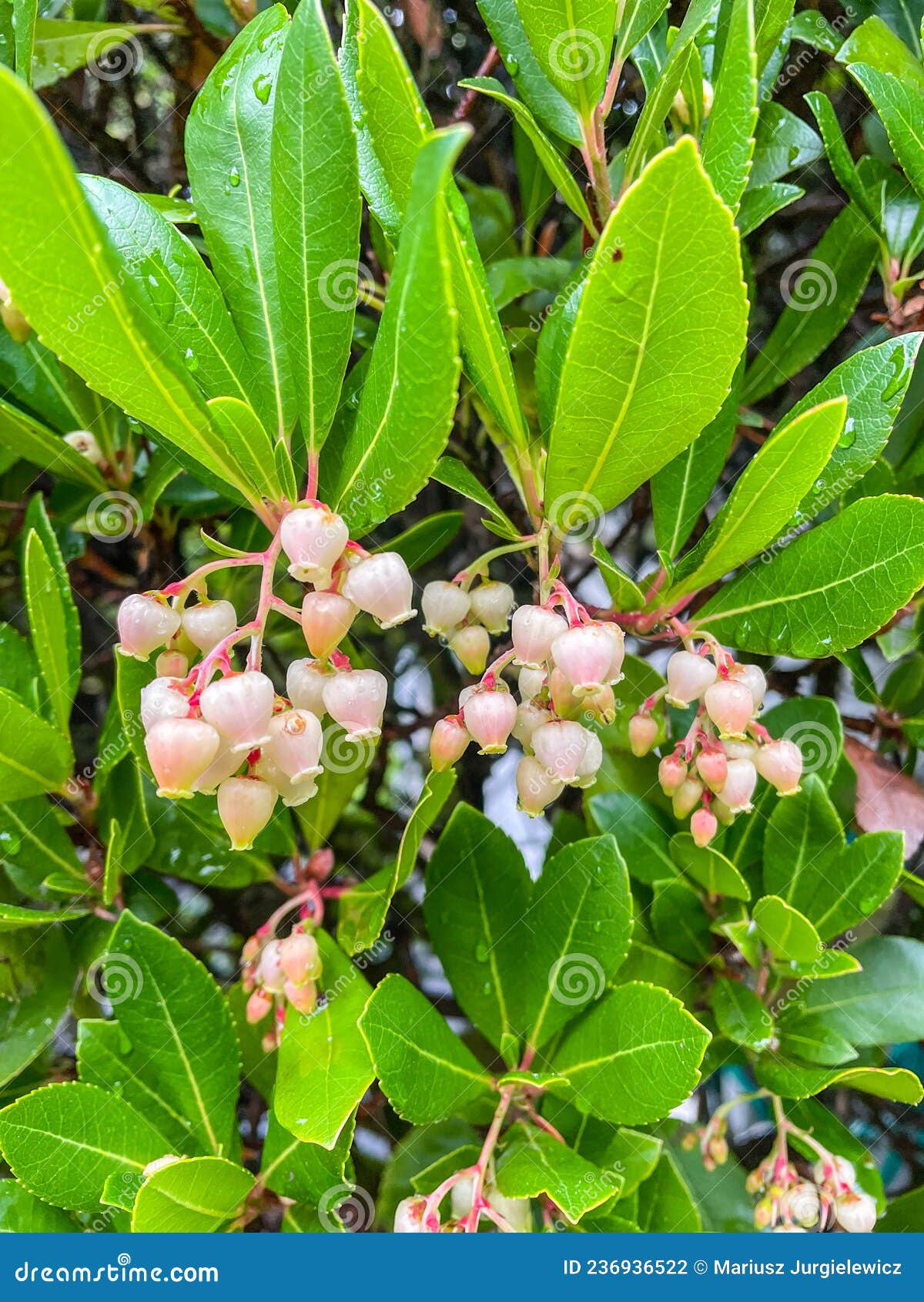 草莓树 库存照片. 图片 包括有 红色, 地中海, 叶子, 橙色, 食物, 玻色子, 可食, 有机, 工厂 - 236936522