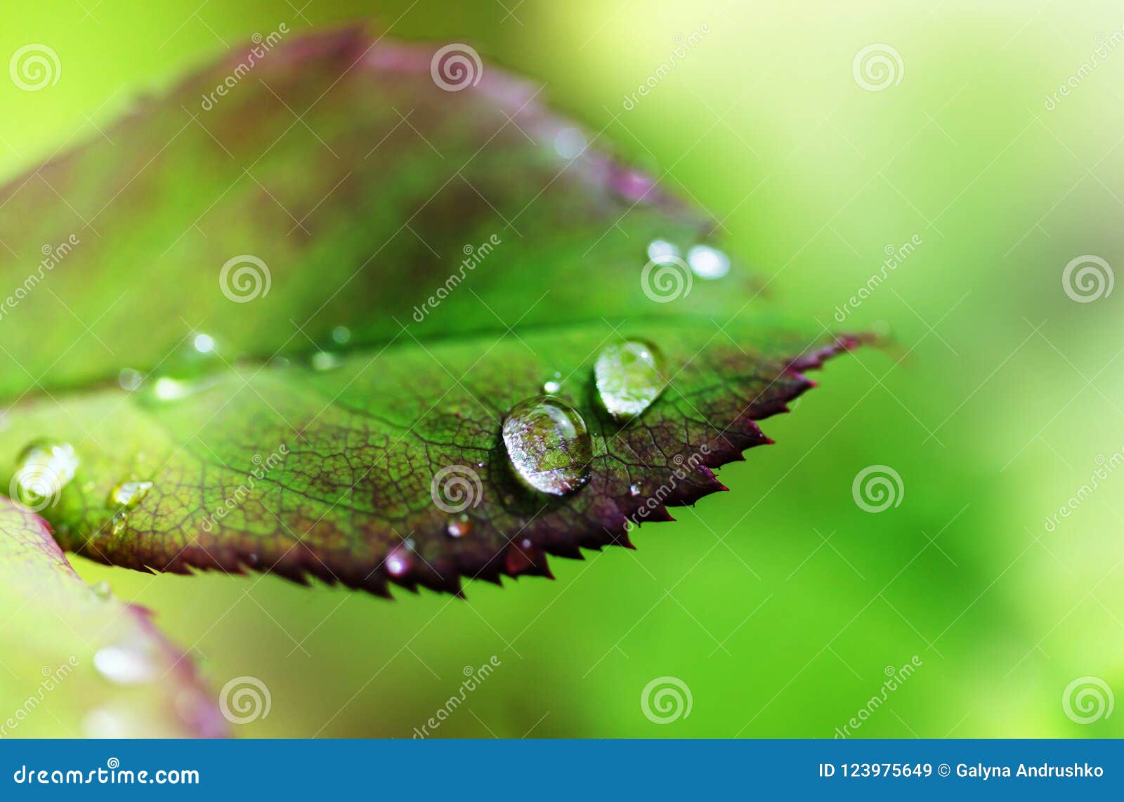 Dew drop 库存图片. 图片 包括有 环境, 弗洛斯, 露珠, 宏指令, 背包, 生气勃勃, 草甸 - 123975649